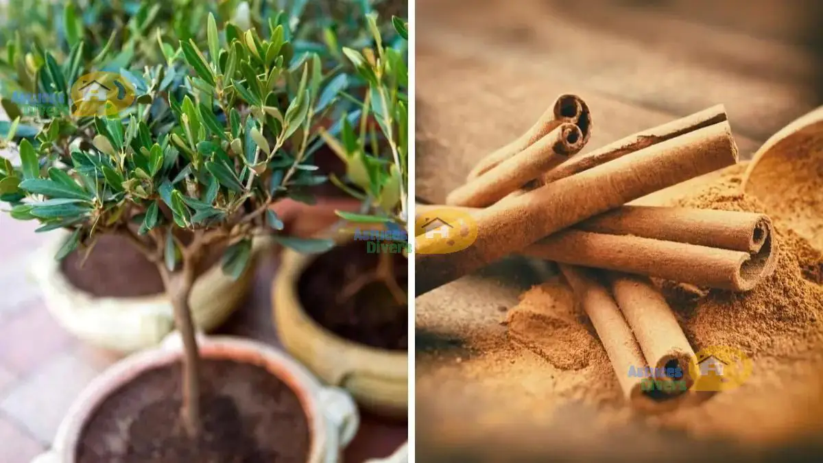Comment planter un cannelier chez soi facilement en 5 étapes