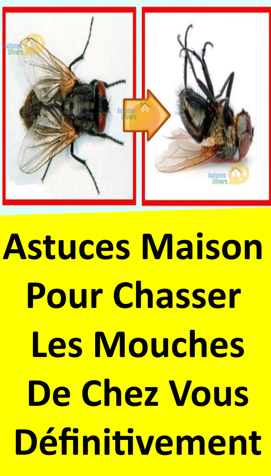 Repulsif Pour Mouche Fait Maison | Ventana Blog