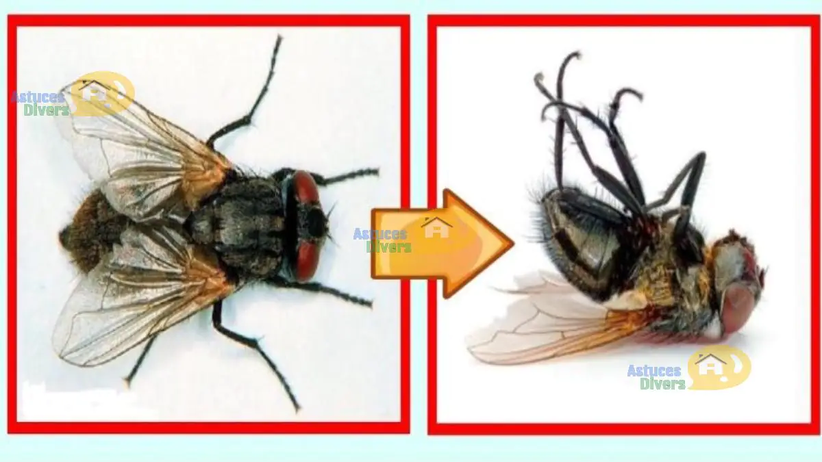 Repousser les Mouches avec 5 Astuces Naturelles