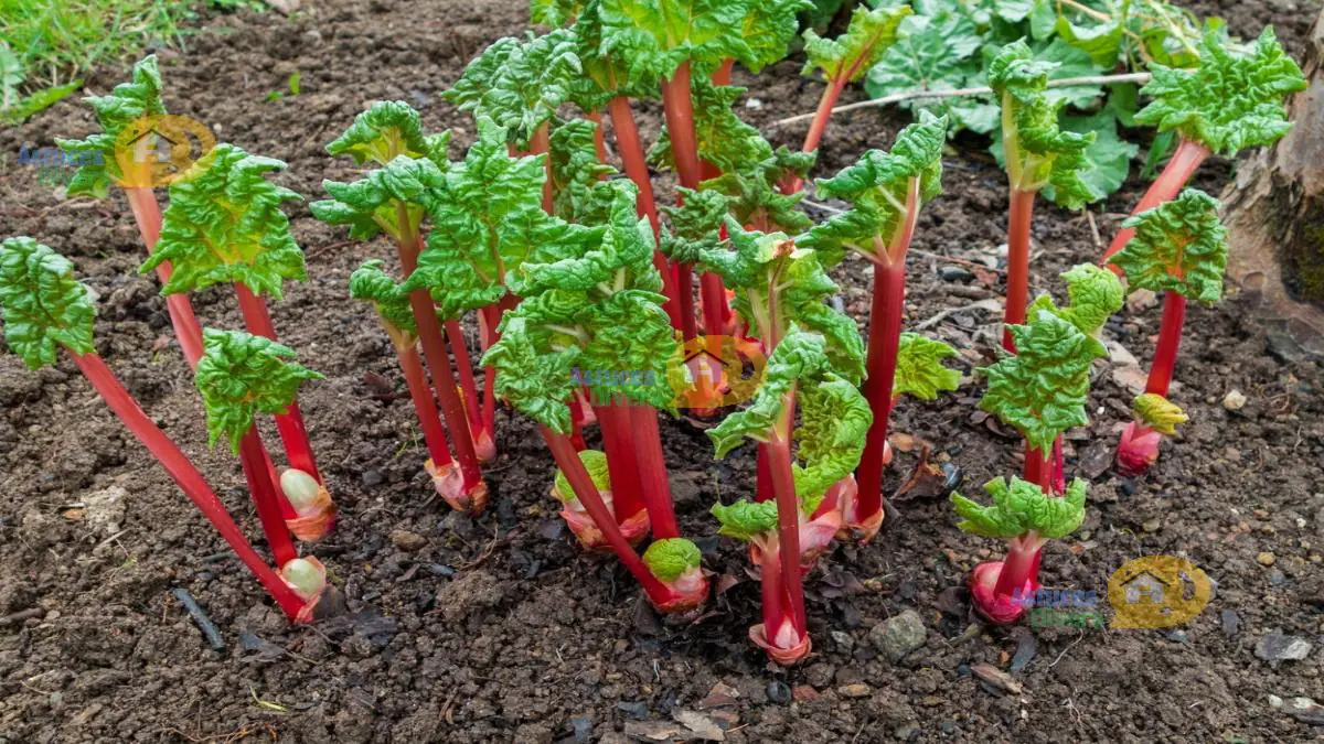 Rhubarbe : de la Plantation à la Récolte Rhubarbe : de la Plantation à la Récolte
