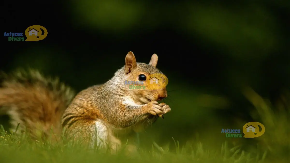 6 Trucs pratiques pour Eloigner les Écureuils